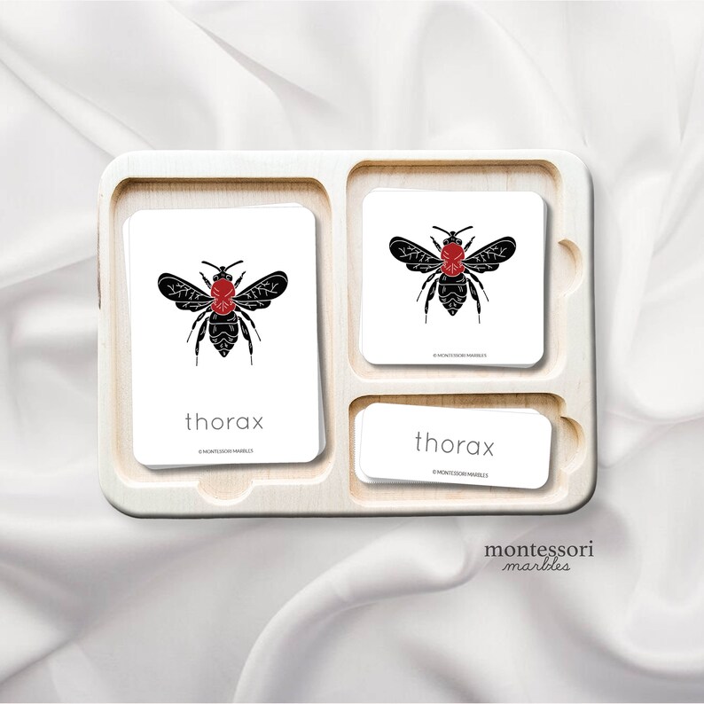 PARTS OF BEE Montessori Nomenclature Cards Nature Inspired - Etsy