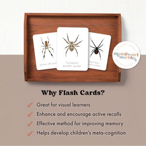 SPIDERS Types of Spiders Flash Cards | Montessori Inspired Learning ...