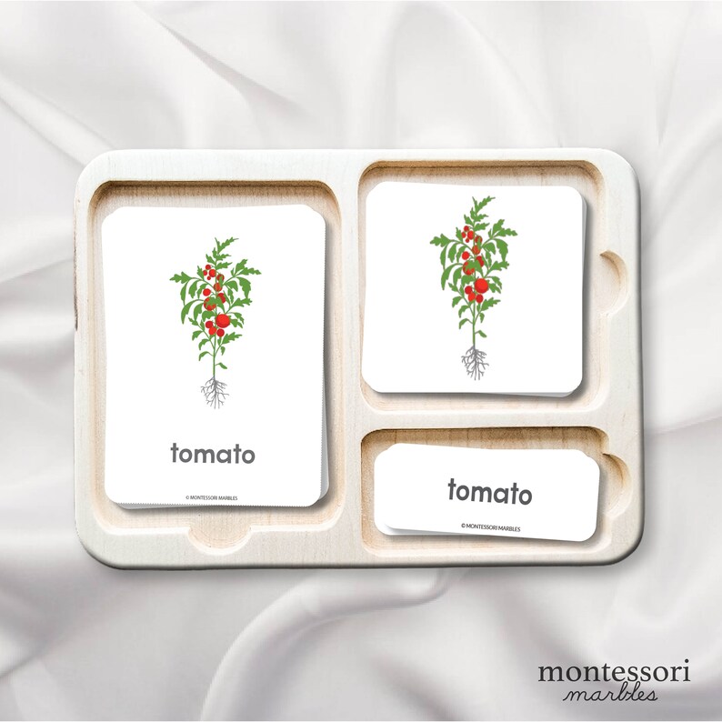Life Cycle of a Tomato Plant Montessori Nomenclature Cards and Life ...
