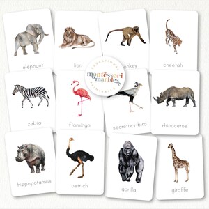 SAFARI ANIMALS Montessori Nomenclature Cards | Nature-based Learning ...