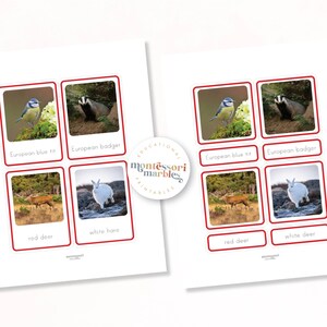 ANIMALS OF EUROPE Montessori Nomenclature Cards | Nature-based Learning ...