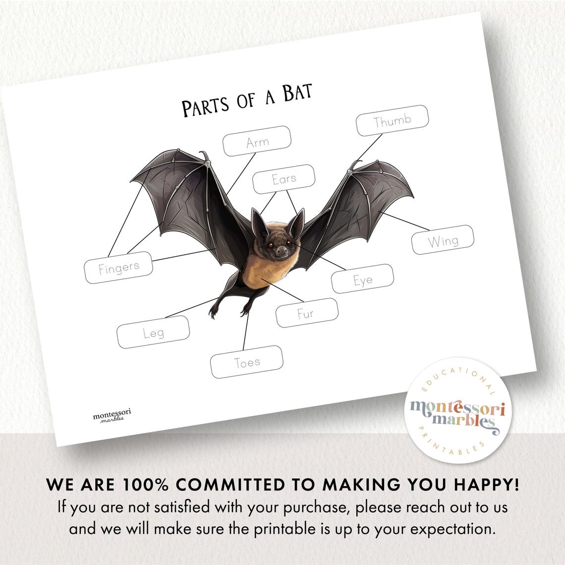 Bat Anatomy Diagram | Parts of a Bat Worksheet | Montessori Science ...