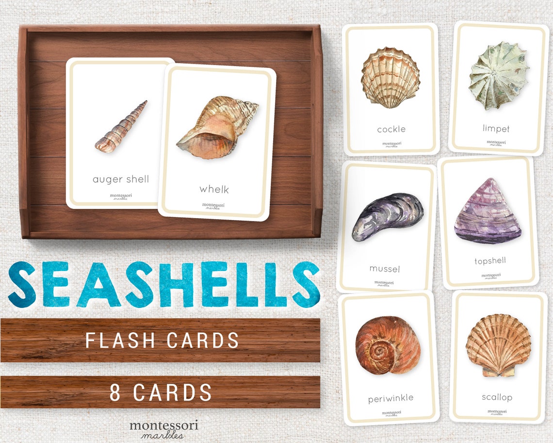 SEASHELLS Flash Cards Montessori Inspired Printable | Etsy