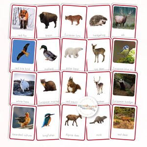 ANIMALS OF EUROPE Montessori Nomenclature Cards | Nature-based Learning ...