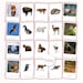 ANIMALS OF EUROPE Montessori Nomenclature Cards | Nature-based Learning ...