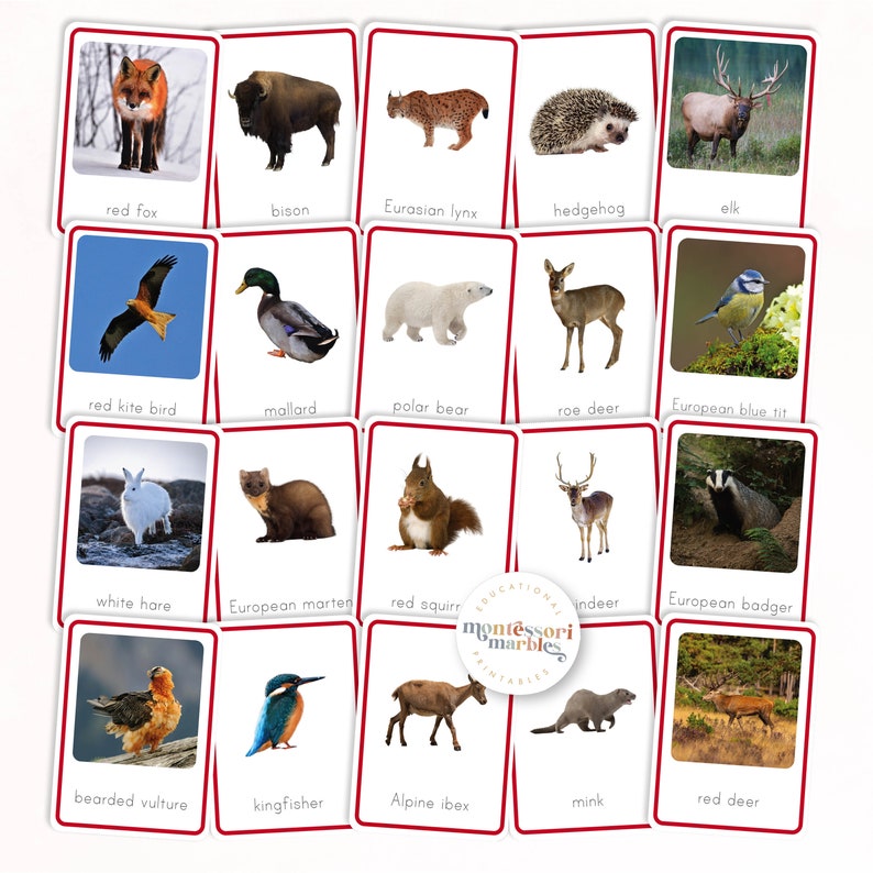 Animals of Europe Cards | Montessori Zoology 3-part Cards | Wildlife ...