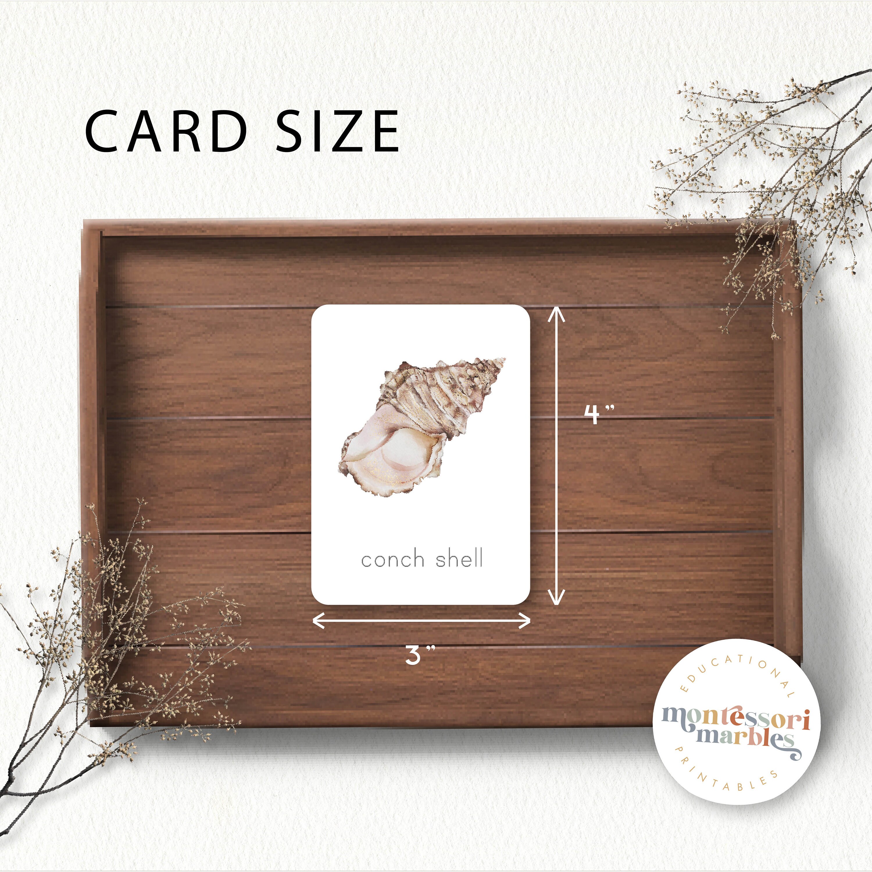 Seashells Flash Cards | Montessori Science | Ocean Vocabulary Nature ...