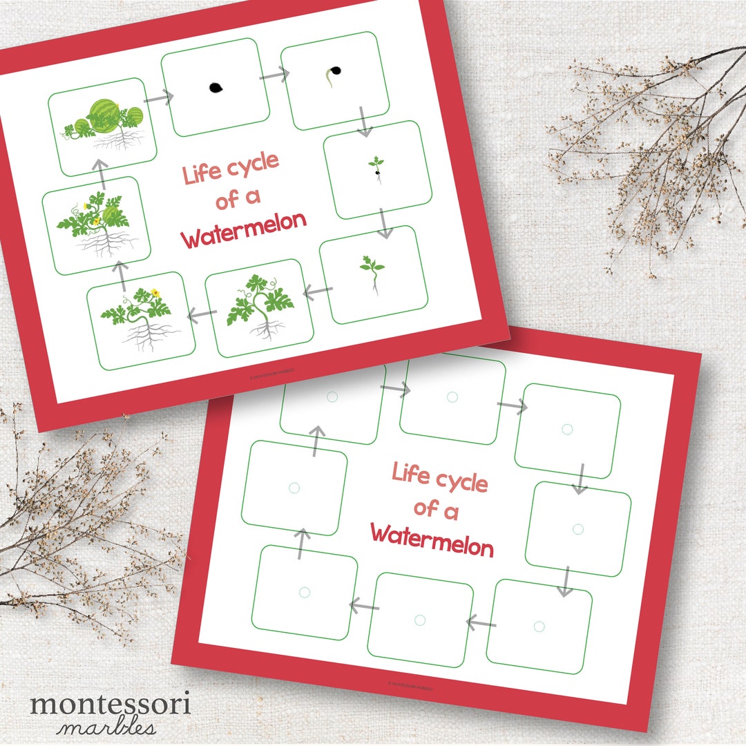 Life Cycle of a Watermelon & Nomenclature Cards for Preschool ...