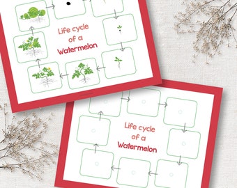 Life Cycle of a Watermelon Plant Foldable Kids' Craft A4 and 11x8.5 ...