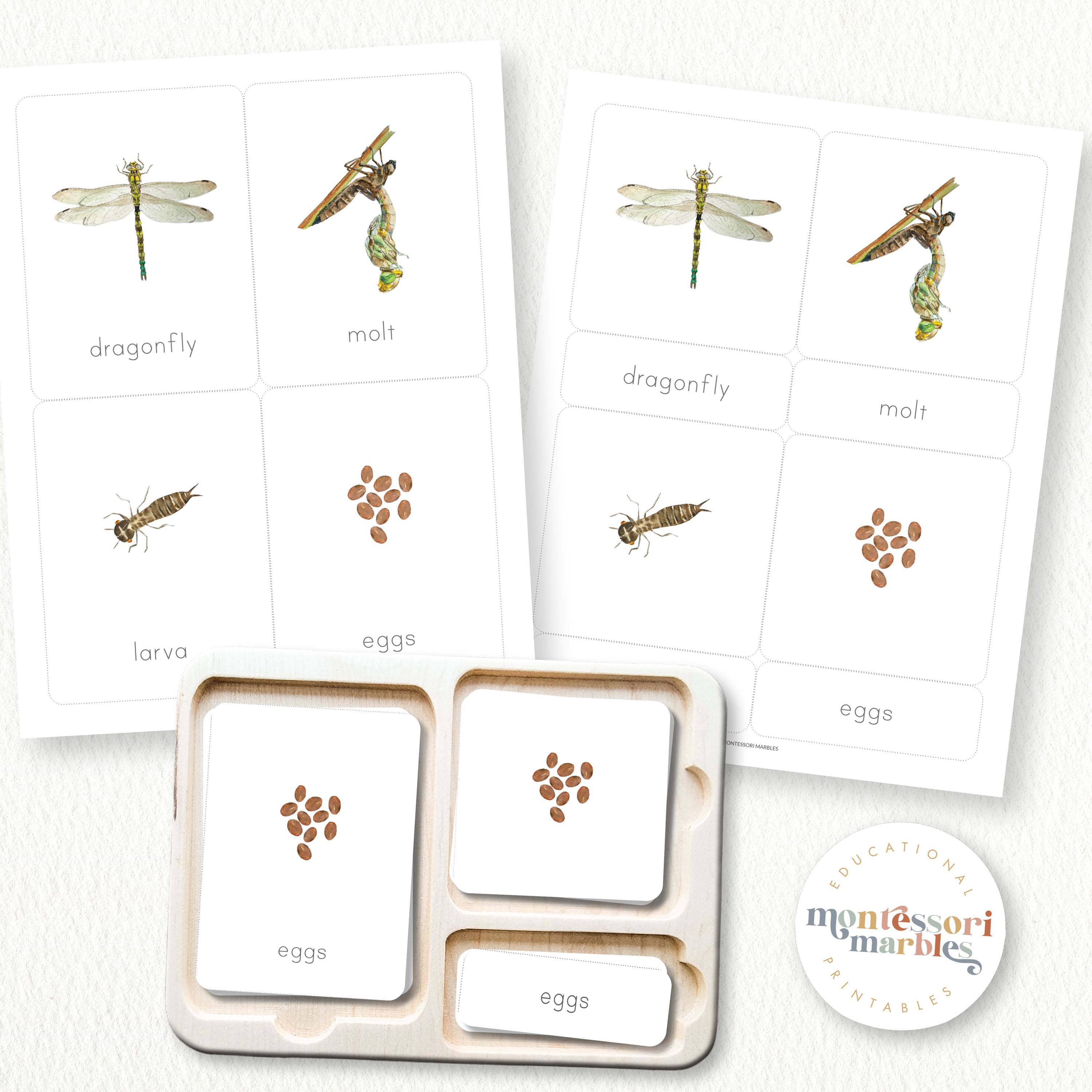 Montessori Dragonfly Life Cycle Nomenclature Cards | Sequencing ...