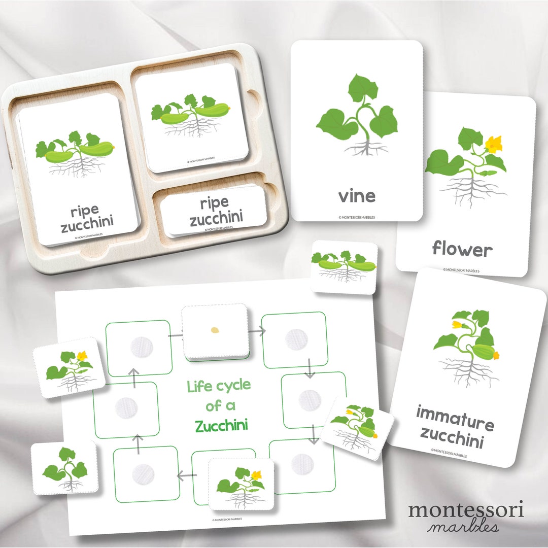 Life Cycle of a Zucchini Montessori Nomenclature Cards, Preschool ...
