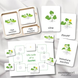 Life Cycle of a Zucchini Montessori Nomenclature Cards, Preschool ...