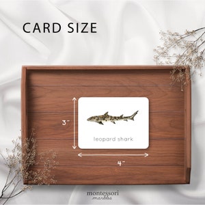 SHARKS Flash Cards Types of Sharks Watercolor Sharks Flash Cards ...