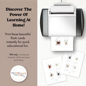 SPIDERS Types of Spiders Flash Cards | Montessori Inspired Learning ...