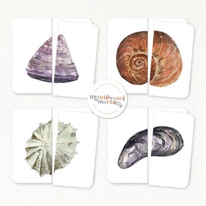 SEASHELLS Mini Bundle for Preschool & Kindergarten Age 2-4 Years Old ...