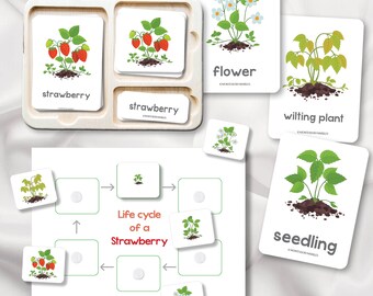 Pumpkin Life Cycle 3 Part Cards Poster and Worksheet - Etsy Canada