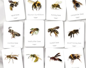 Montessori 3 Part Cards Insects - Etsy