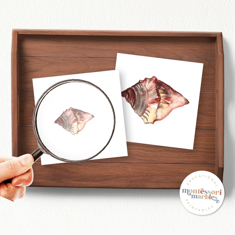 SEASHELLS Magnifying Matching Game Montessori at Home Using Magnifying ...