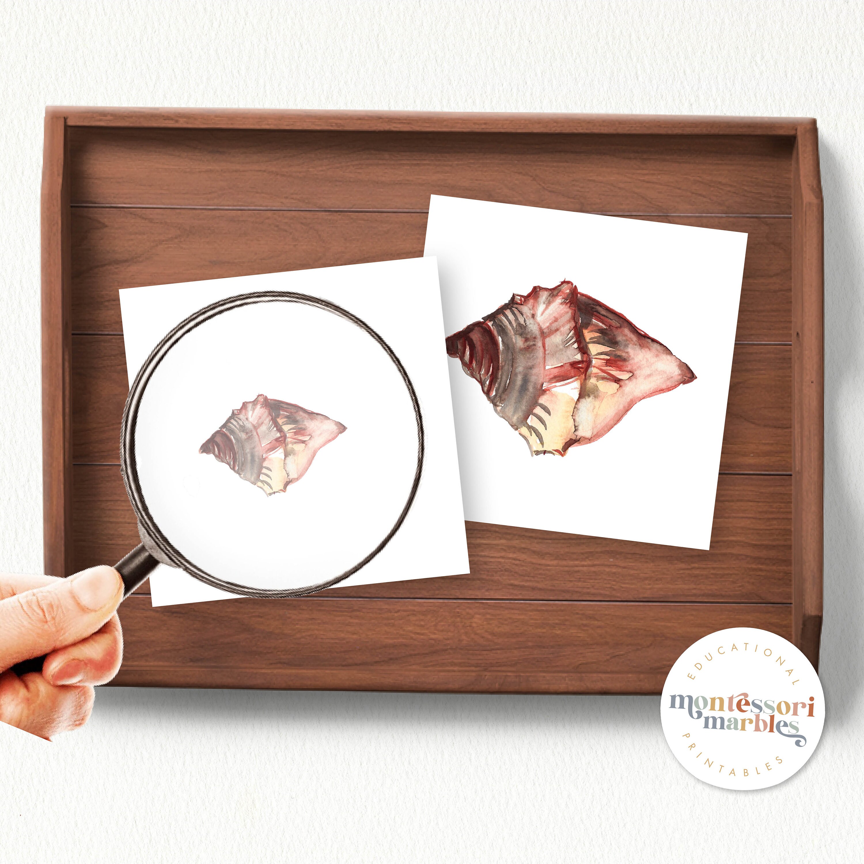 SEASHELLS Magnifying Matching Game Montessori at Home Using Magnifying ...