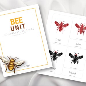 PARTS OF BEE Montessori Nomenclature Cards | Nature Inspired Learning ...