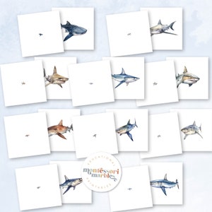 SHARKS Mini Bundle Unit Study | Montessori Inspired Sharks Week ...