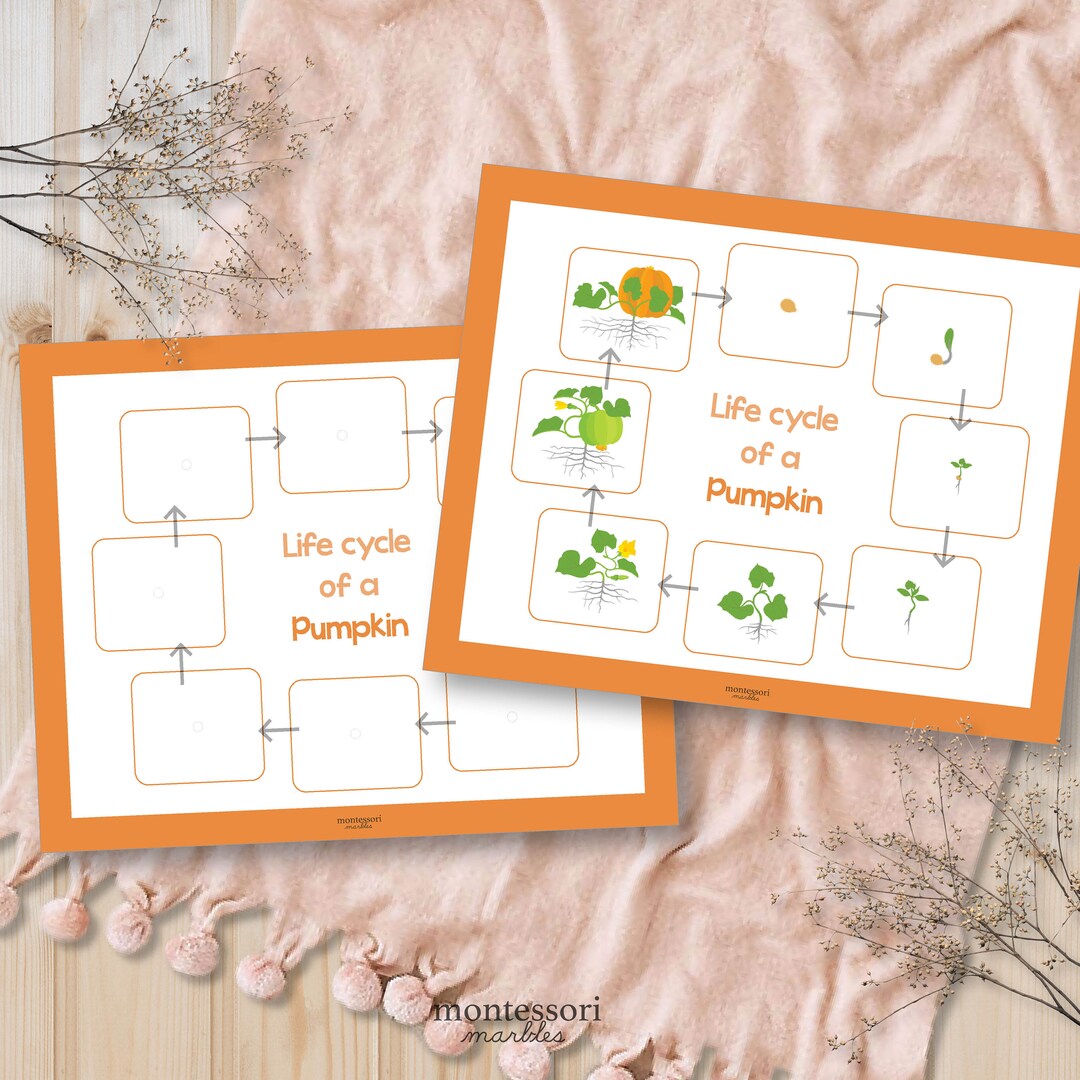 Life Cycle of a Pumpkin Montessori Nomenclature Cards - Etsy