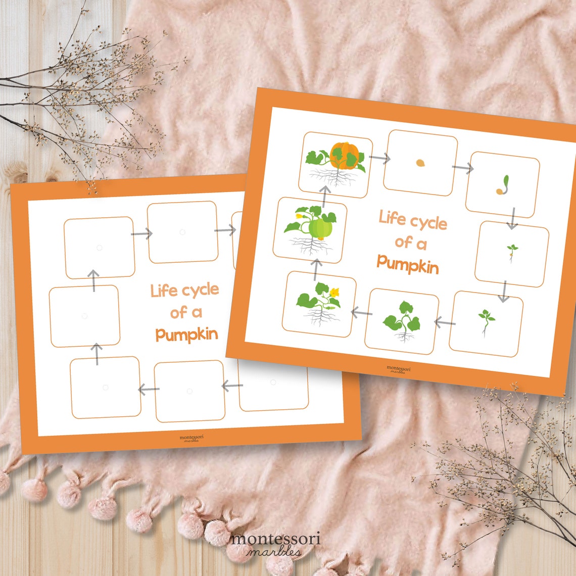 Life Cycle of a Pumpkin Montessori Nomenclature Cards - Etsy