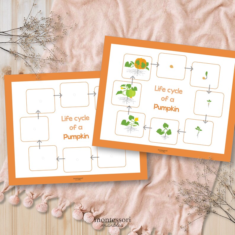 Life Cycle of a Pumpkin Montessori Nomenclature Cards - Etsy
