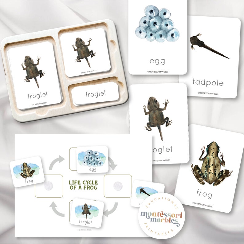 Frog Life Cycle Nomenclature Cards | Montessori Science | Sequencing ...