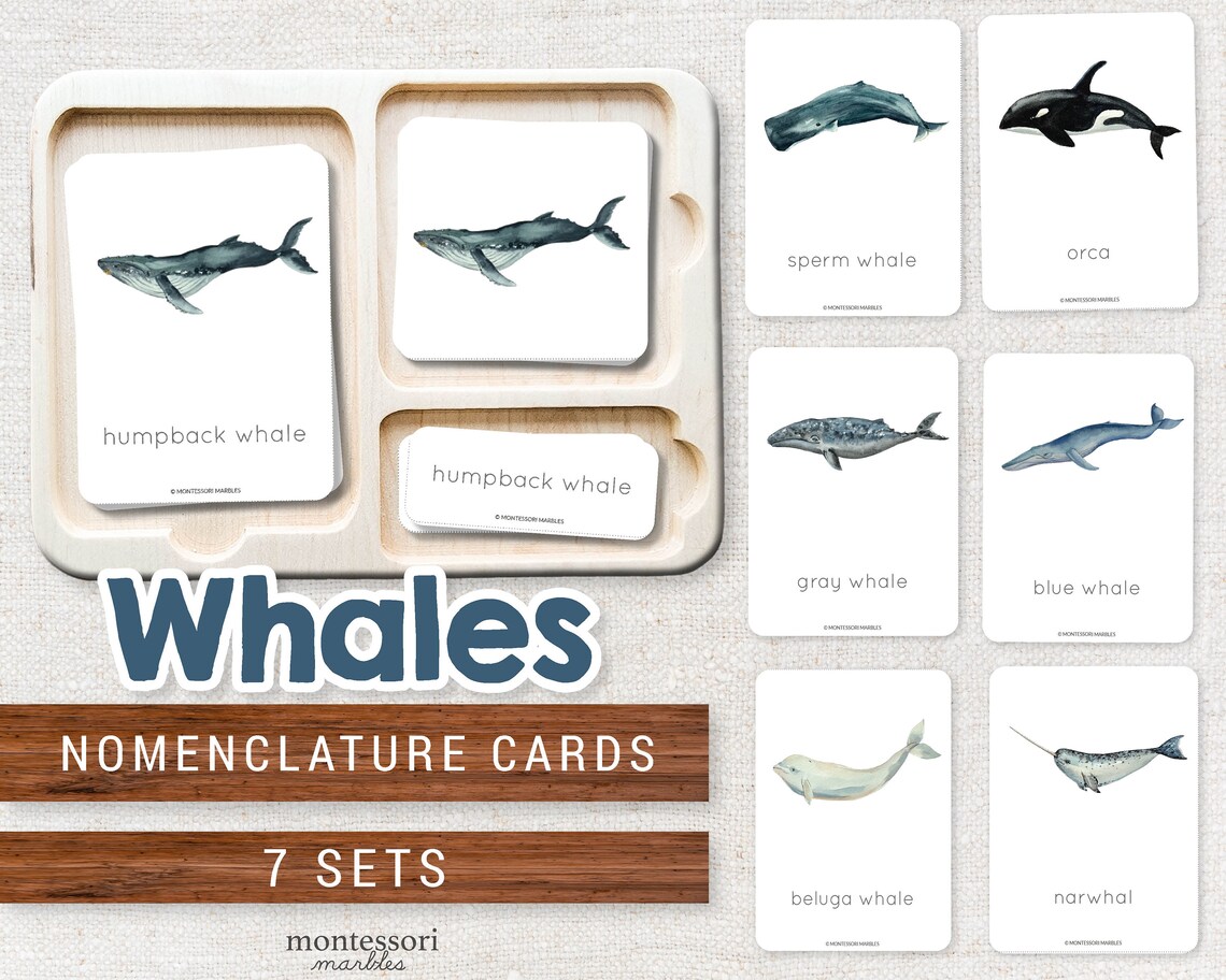 WHALES Montessori Nomenclature Cards Types of Whales - Etsy