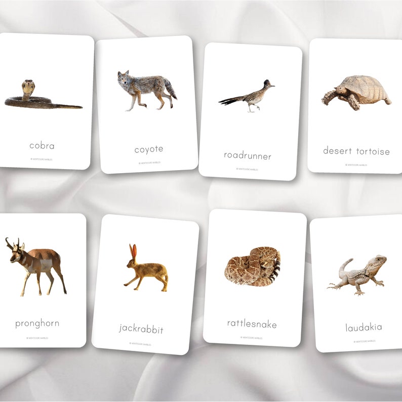 DESERT ANIMALS Flash Cards Vocabulary Builder Montessori - Etsy