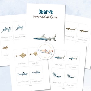 SHARKS Nomenclature Cards | Types of Sharks | Watercolor Sharks Flash ...