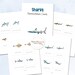 SHARKS Nomenclature Cards Types of Sharks Watercolor Sharks Flash Cards ...