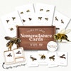 SEVEN CONTINENTS Montessori Nomenclature Cards | Cursive Cards | Social ...