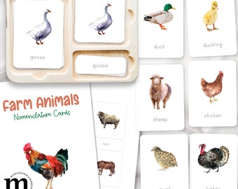 FRUITS in Arabic English Montessori Cards Flash Cards - Etsy