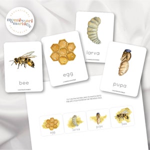 BEE Life Cycle of a Bee With Montessori Nomenclature Cards | Learn ...