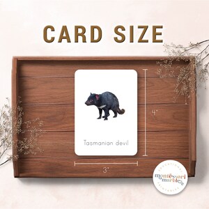 AUSTRALIAN ANIMALS Flash Cards Montessori Inspired Learning Resources ...