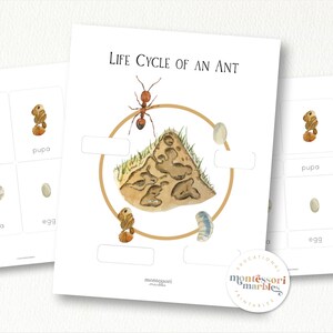 ANT Life Cycle | Montessori Nomenclature Cards and Life Cycle Poster ...