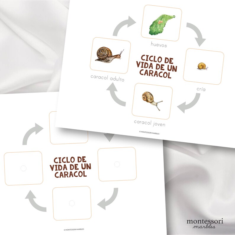 CICLO DE VIDA de un Caracol Life Cycle of Snails in Spanish Montessori ...