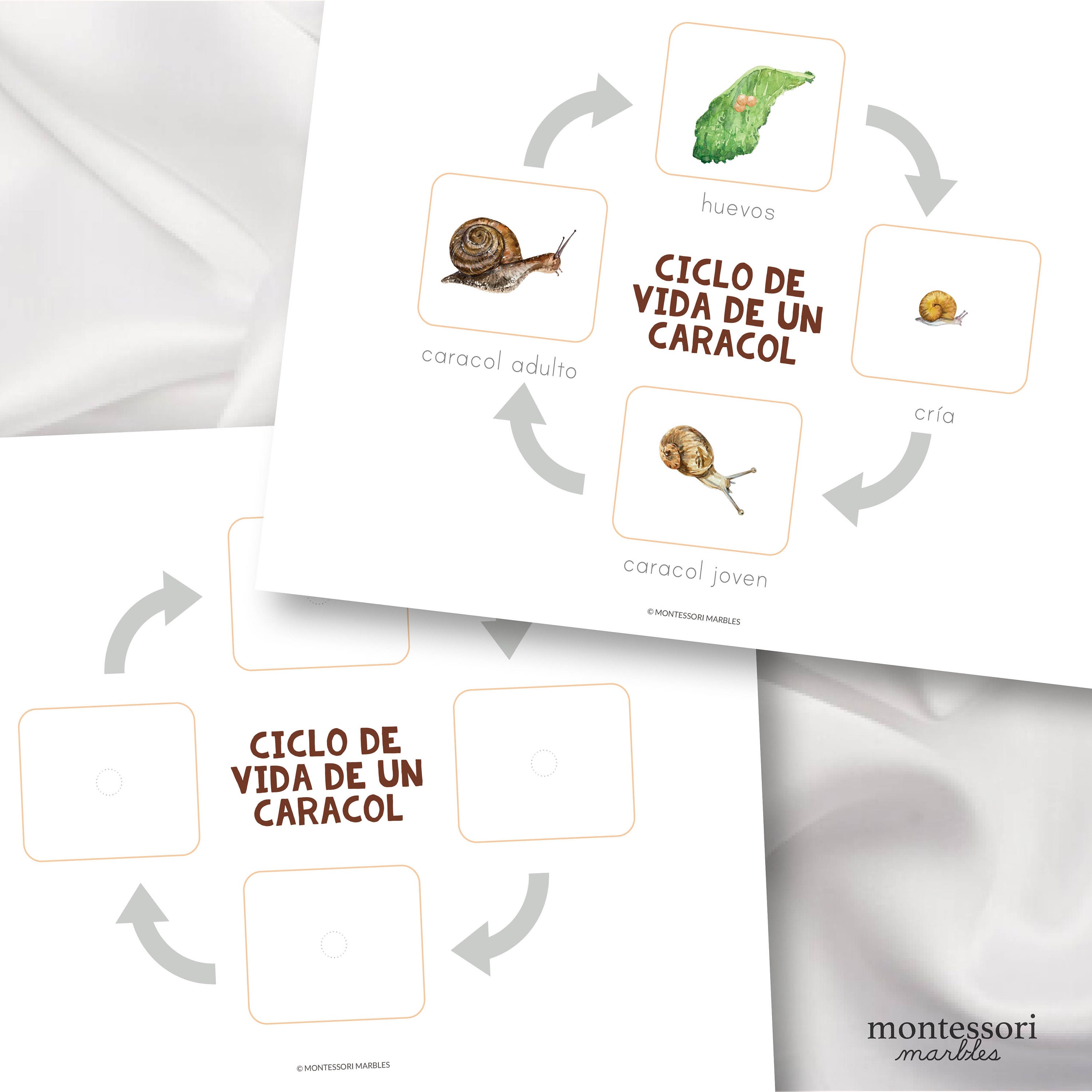 CICLO DE VIDA De Un Caracol Life Cycle of Snails in Spanish Montessori ...