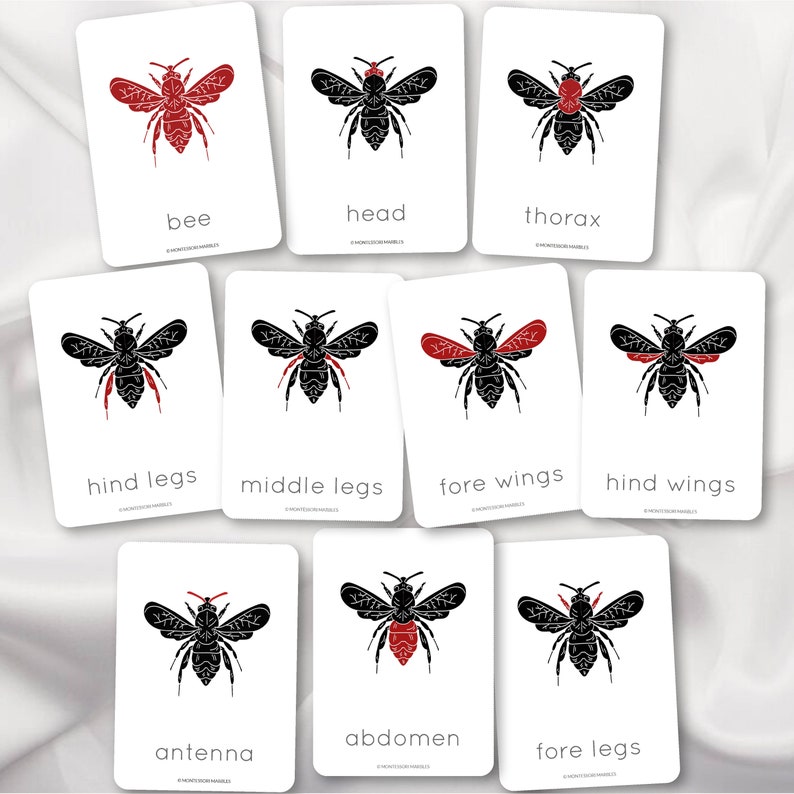 PARTS OF BEE Montessori Nomenclature Cards Nature Inspired - Etsy