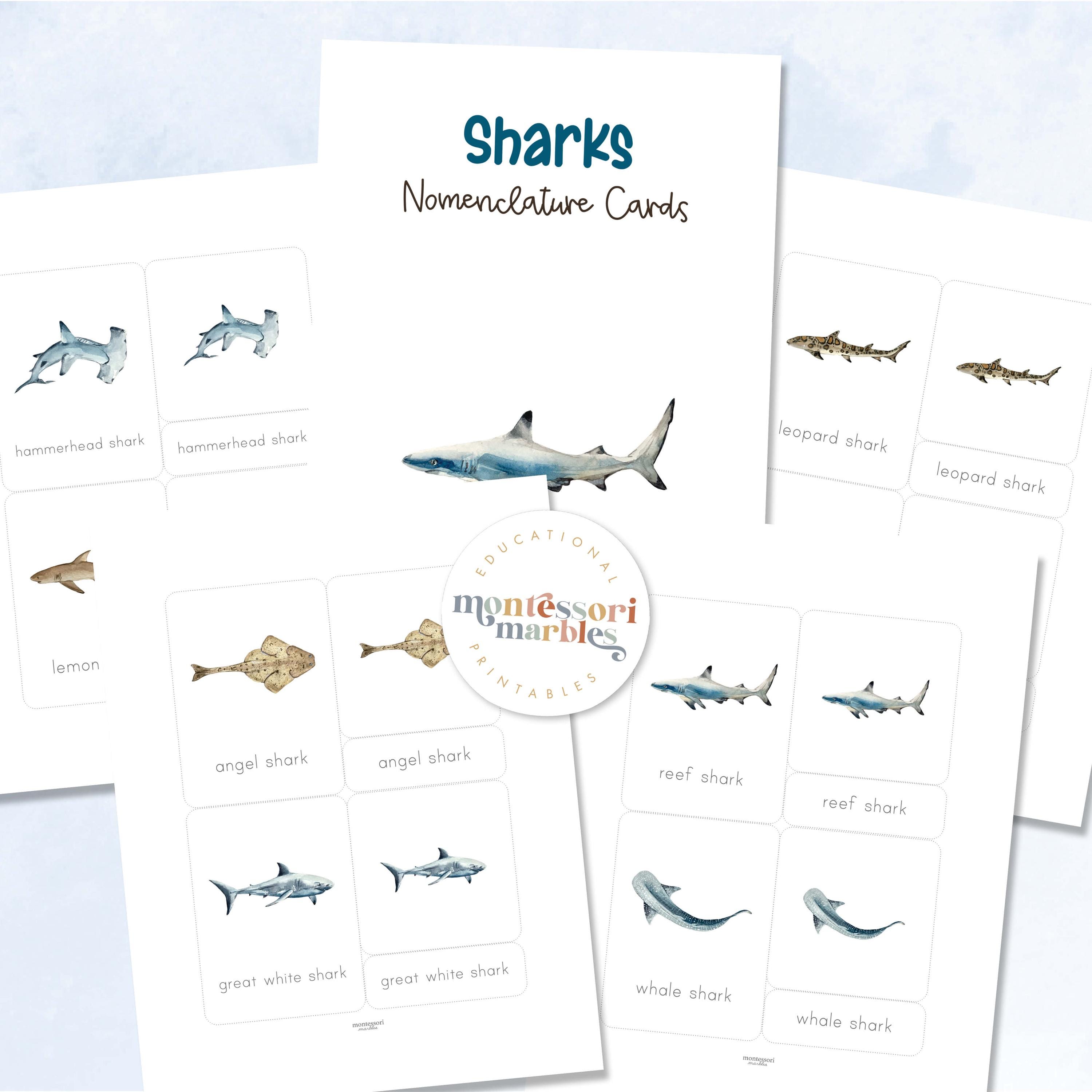 Sharks Nomenclature Cards | 8 Species 3-part Cards | Montessori Ages 3 ...