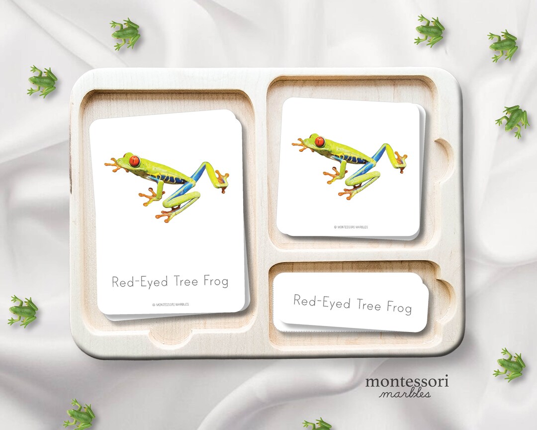 FROGS Montessori Nomenclature Cards Types of Frogs Spring Unit ...