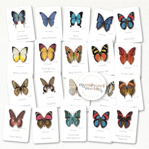 BUTTERFLY Montessori Nomenclature Cards | Types of Butterflies | Spring ...