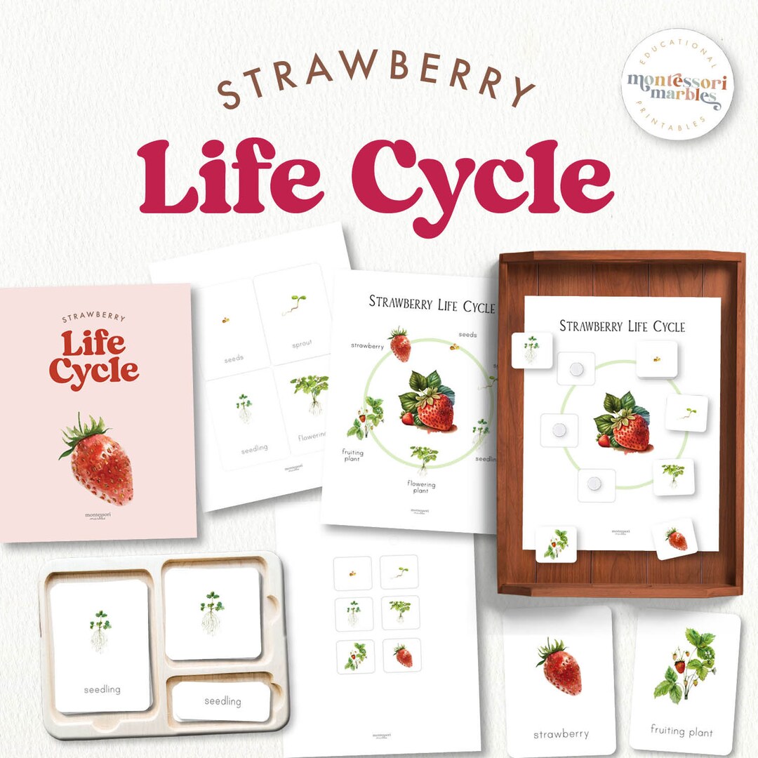 STRAWBERRY Life Cycle | Montessori Nomenclature Cards and Life Cycle ...