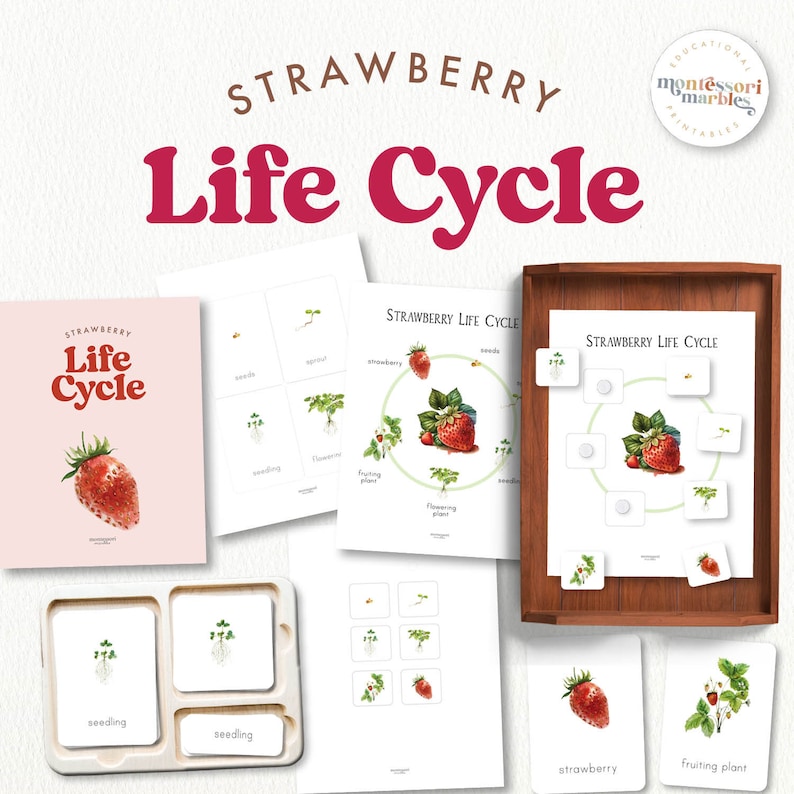 STRAWBERRY Life Cycle Montessori Nomenclature Cards and Life Cycle ...