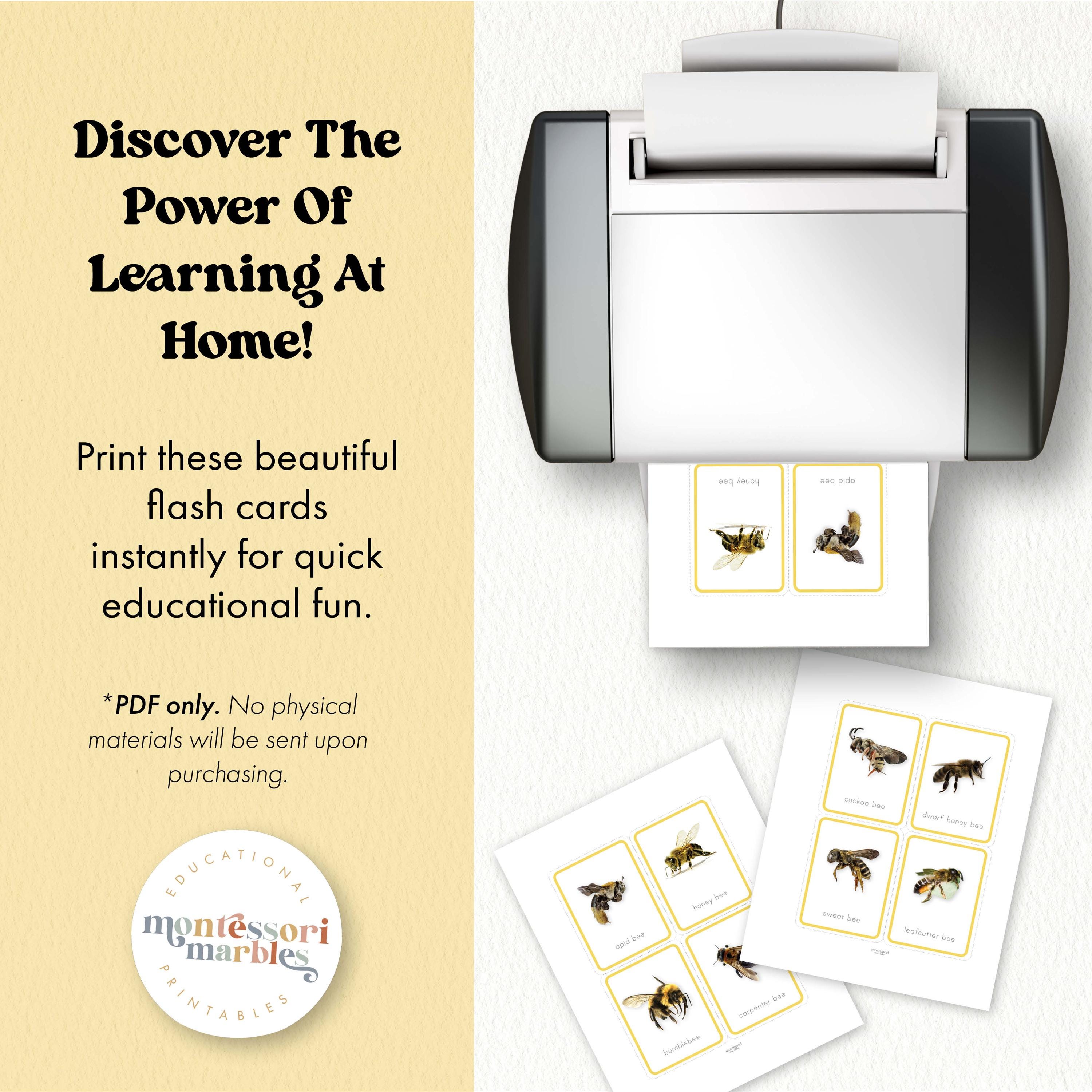 Types of Bees Flash Cards | Montessori Science | Nature Study Insects ...