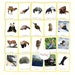 ANIMALS OF ASIA Montessori Nomenclature Cards Nature-based Learning for ...
