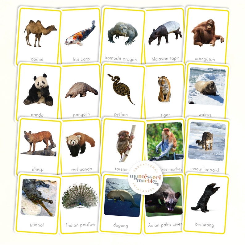 ANIMALS OF ASIA Montessori Nomenclature Cards Nature-based Learning for ...