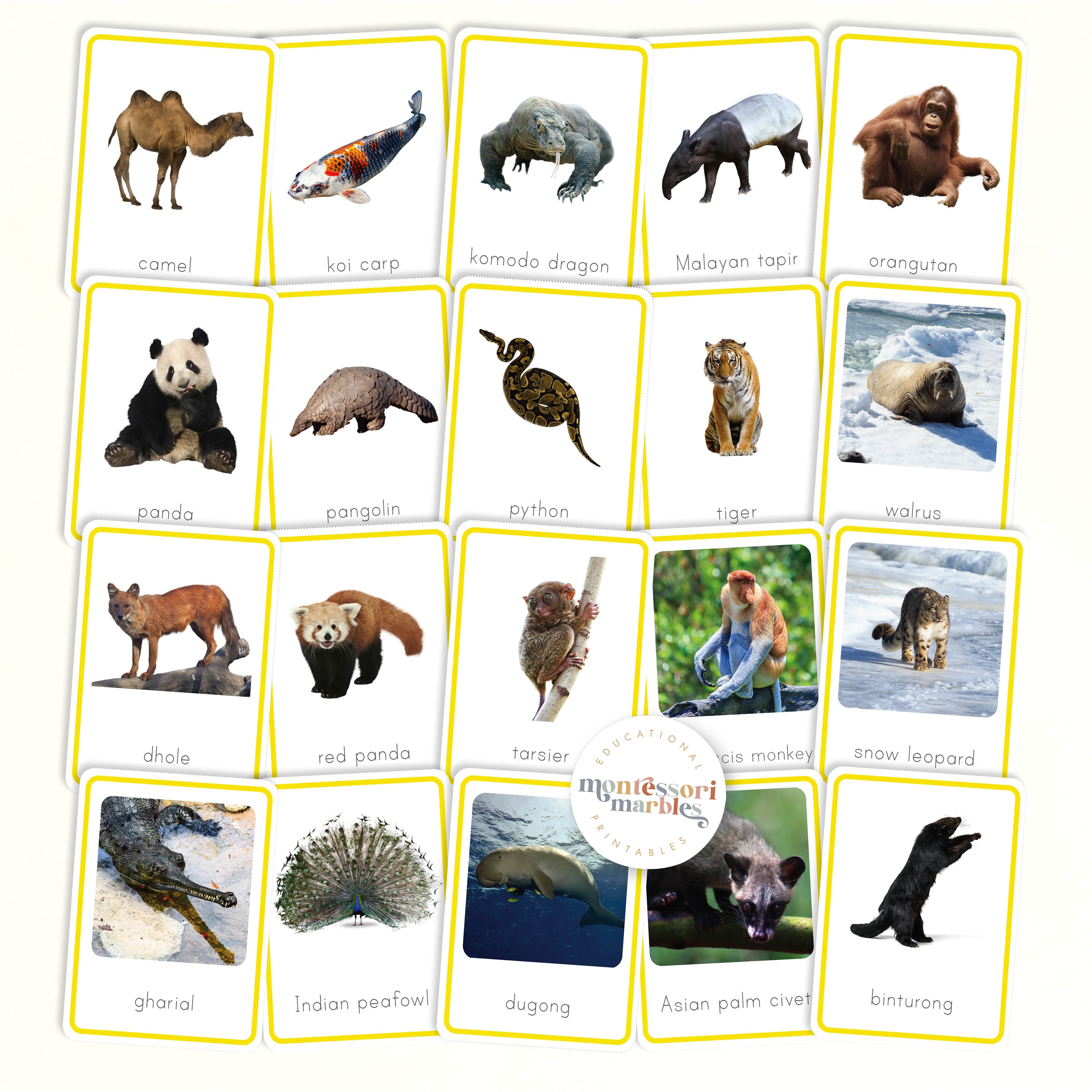 ANIMALS OF ASIA Montessori Nomenclature Cards Nature-based Learning for ...
